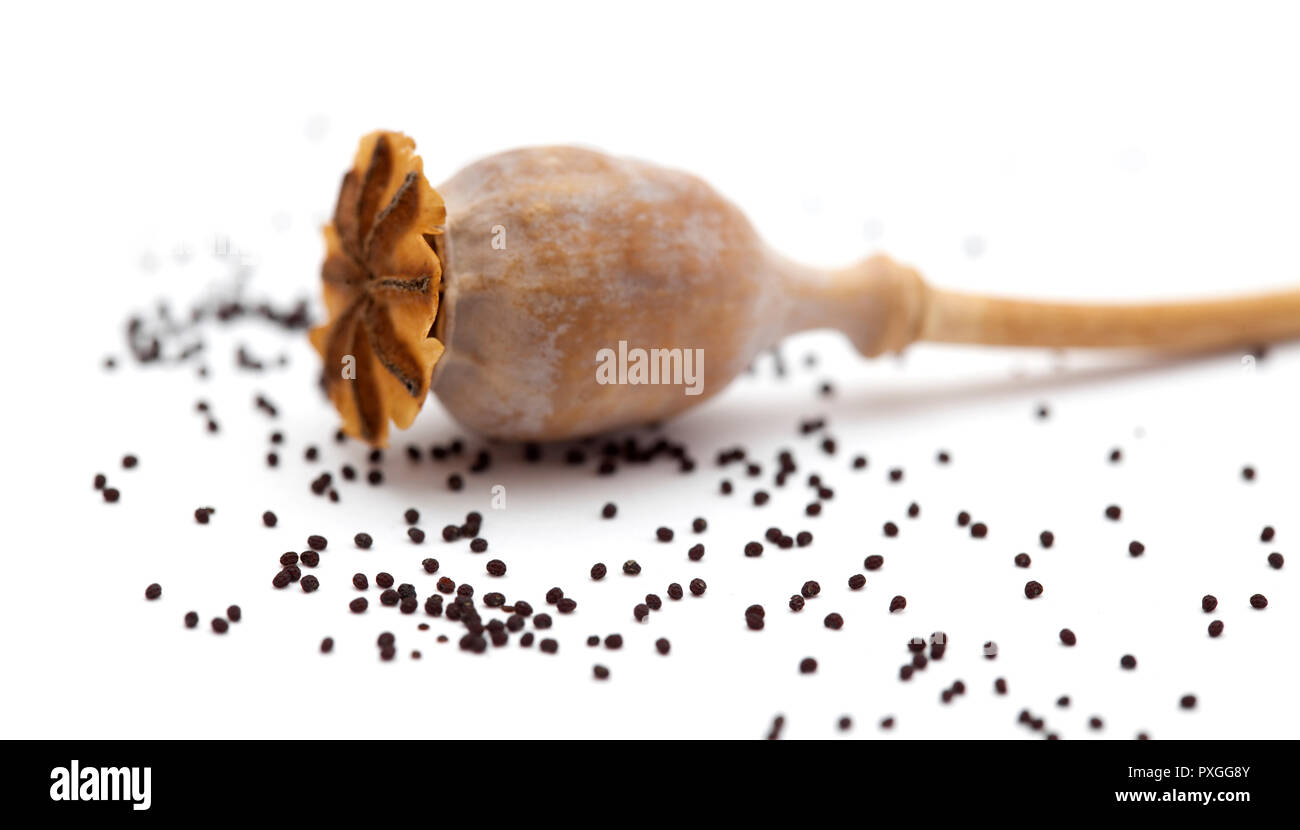 Dried poppy seed pods of breadseed poppy isolated on white background ...