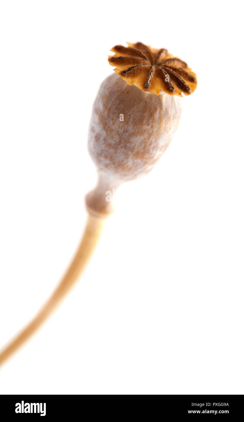 Poppy seed pods hi-res stock photography and images - Alamy