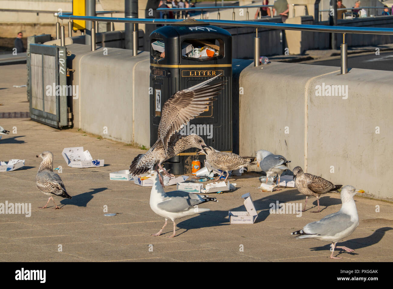Attacking seagulls hi-res stock photography and images - Alamy