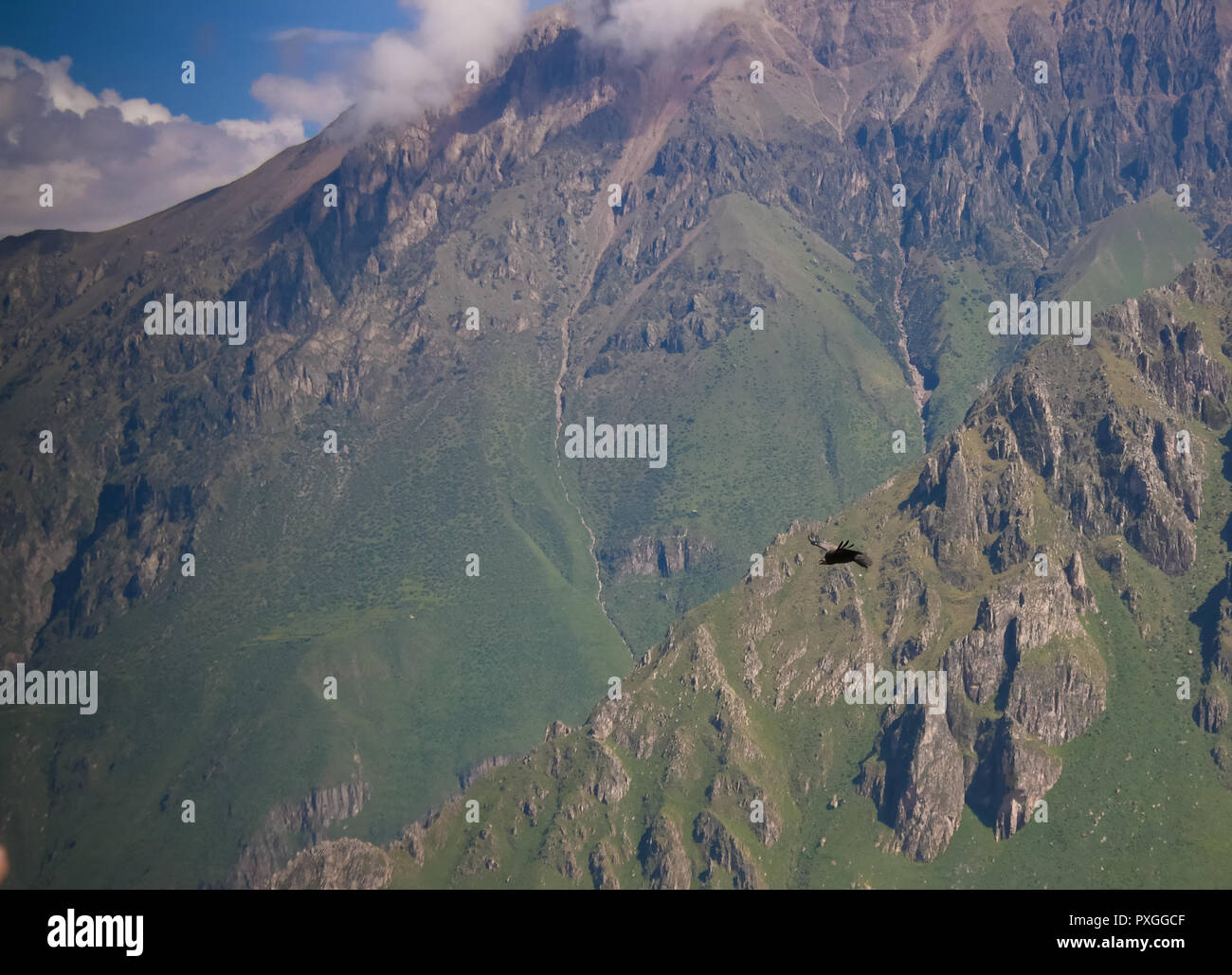 Condors above the Colca canyon at Condor Cross or Cruz Del Condor ...