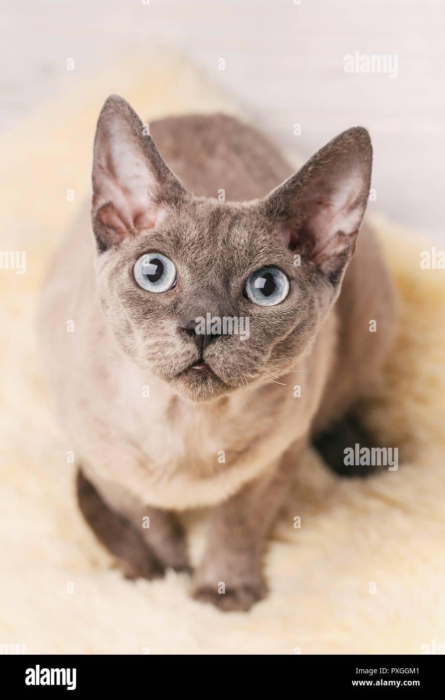 Devon rex hi-res stock photography and images - Alamy