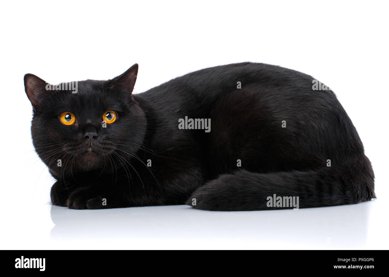 Black Scottish thoroughbred cat on a white background Stock Photo - Alamy