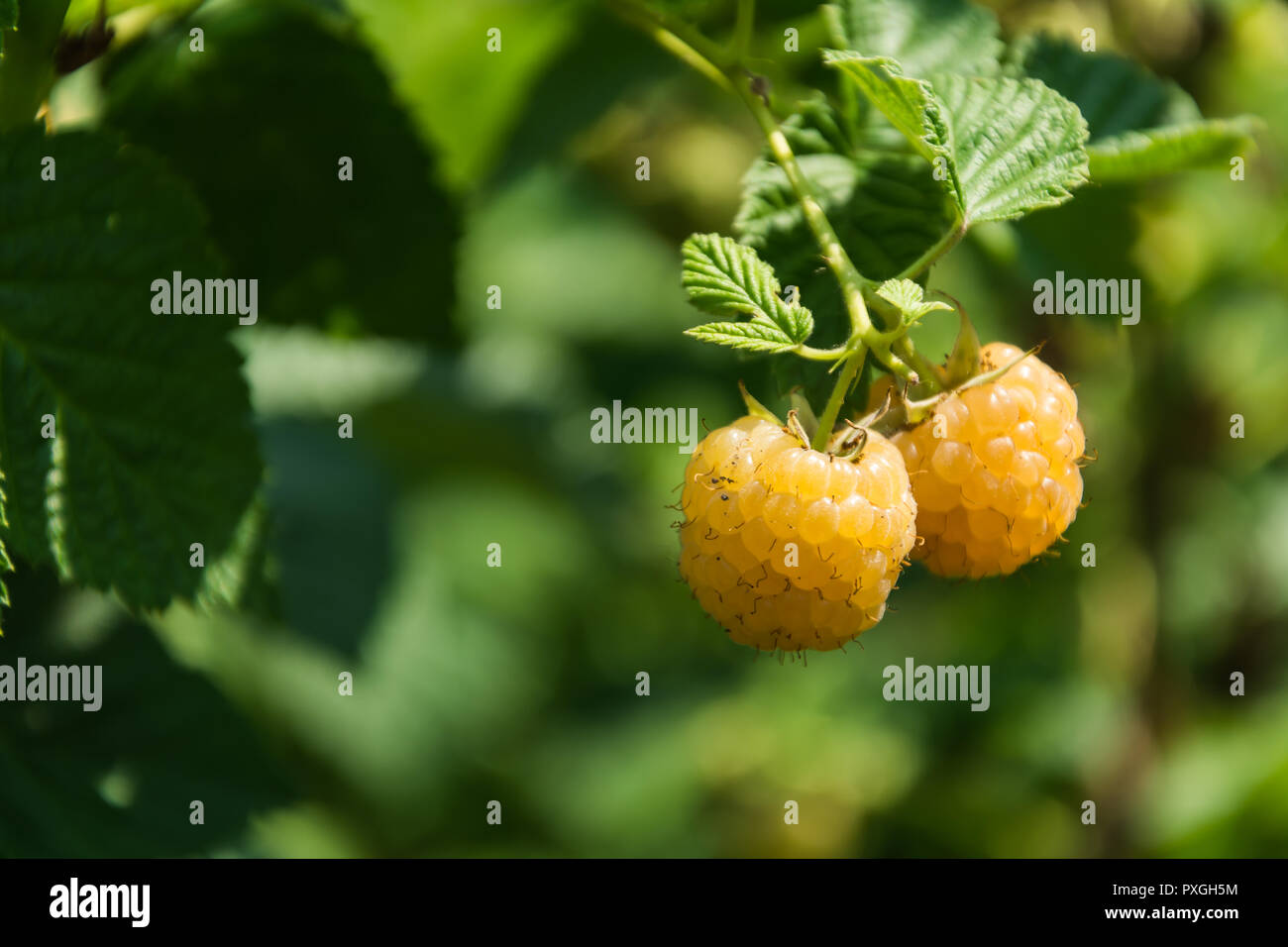 Raspberry bush with yellow berries in the garden Stock Photo - Alamy