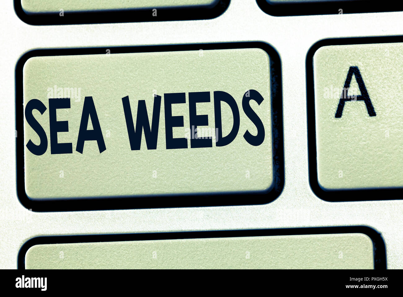 Word writing text Sea Weeds. Business concept for Large algae growing ...