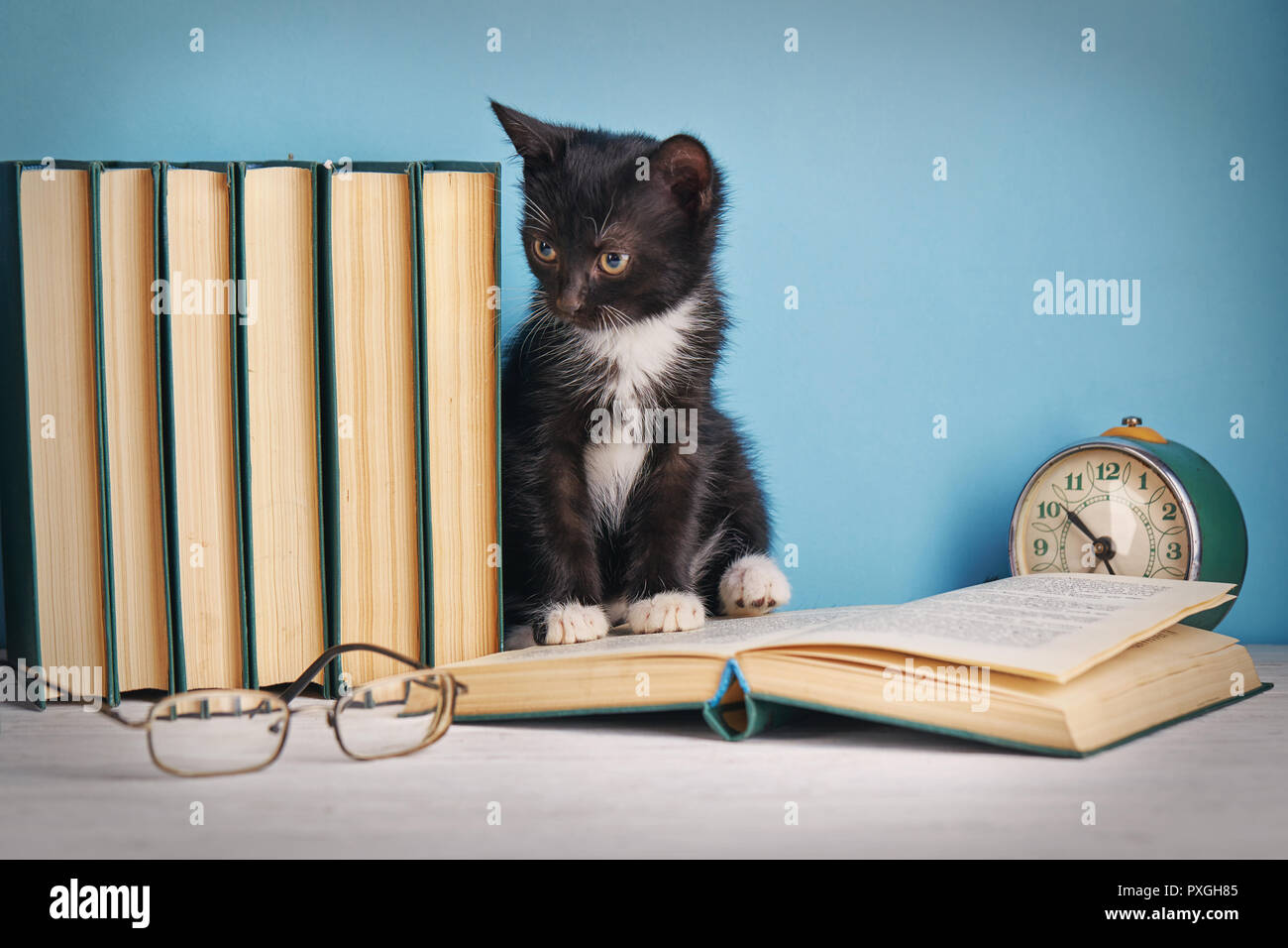 Cat between books hi-res stock photography and images - Alamy