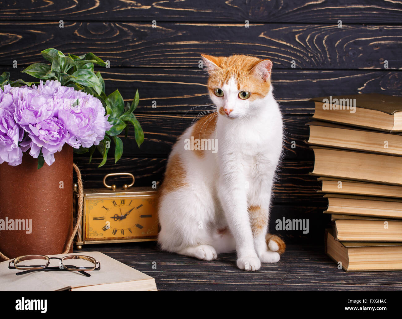 The cat looks at in open book Stock Photo - Alamy