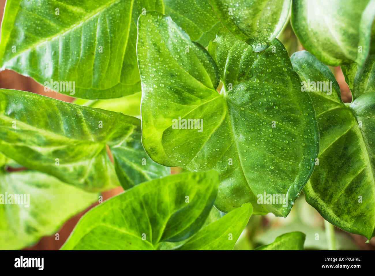 Ficus hedge hi-res stock photography and images - Alamy