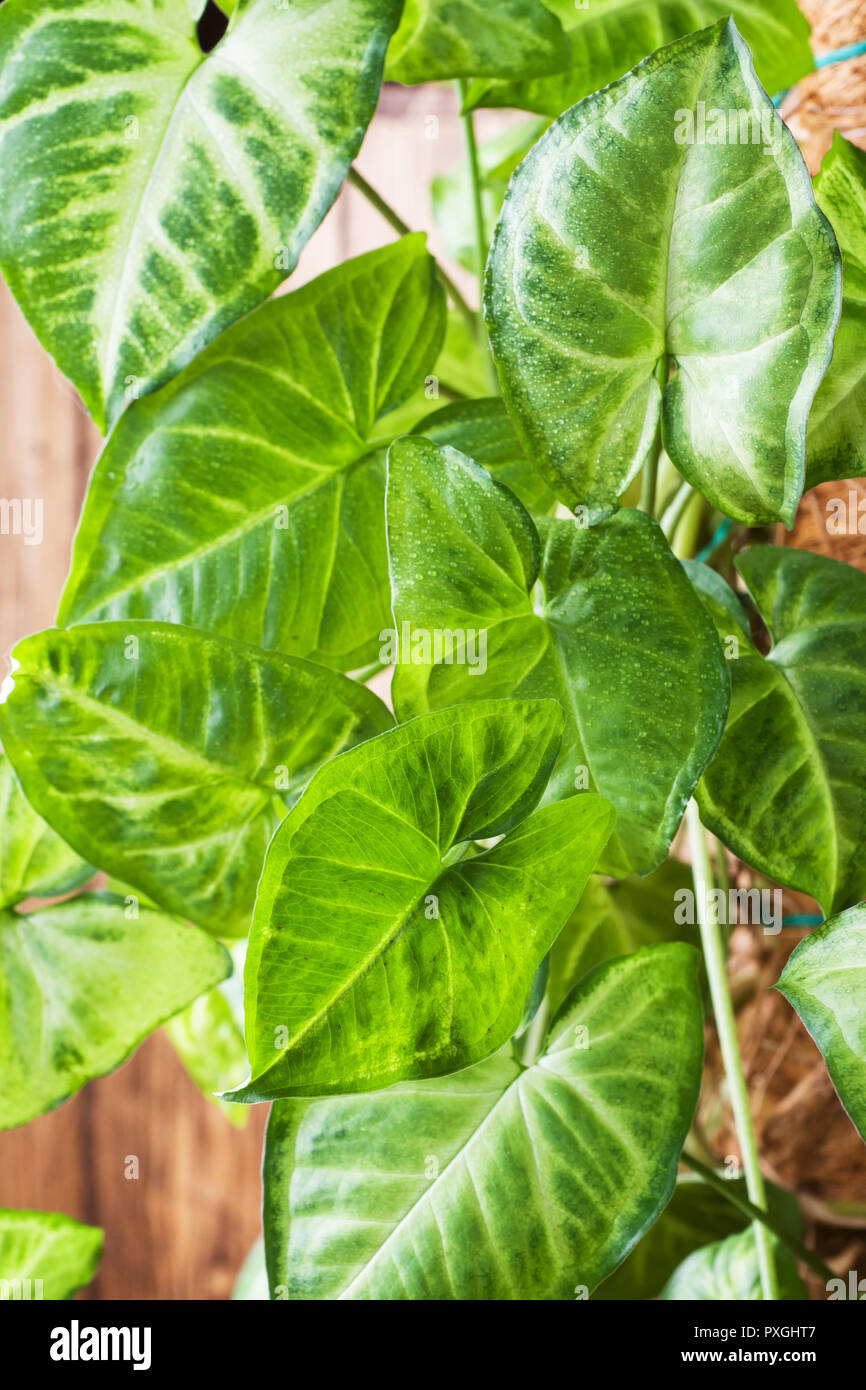Ficus hedge hi-res stock photography and images - Alamy