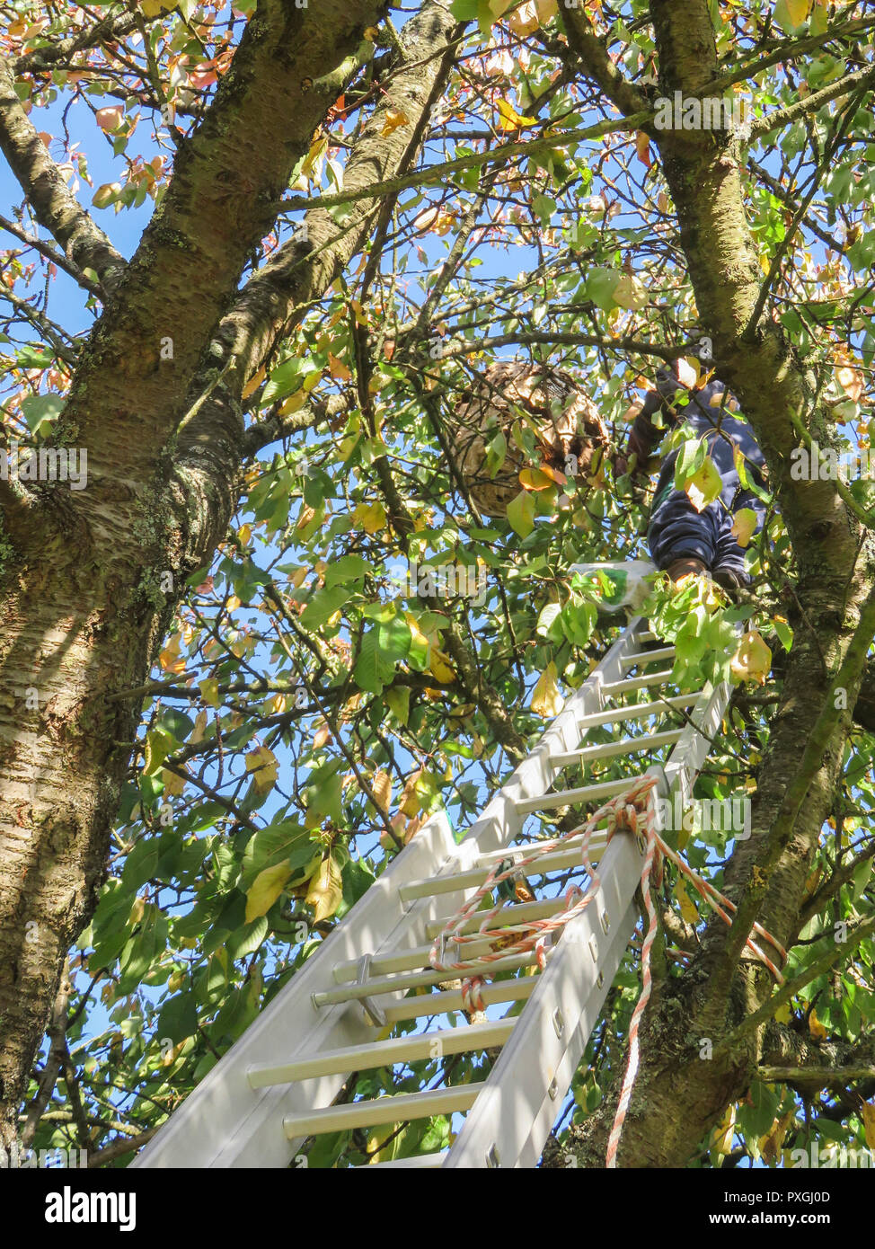 Large big nest of asian hornets wasps hangs overhead on a tree branch ...