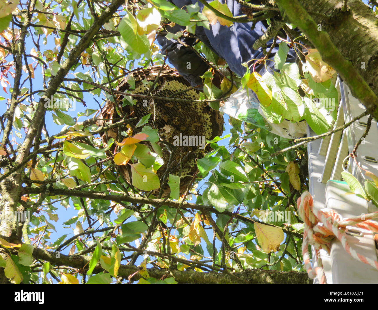 Large big nest of asian hornets wasps hangs overhead on a tree branch ...