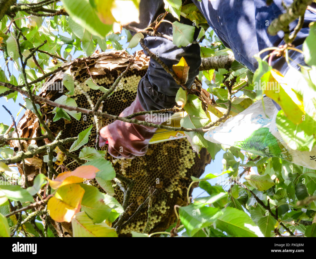 Large big nest of asian hornets wasps hangs overhead on a tree branch ...