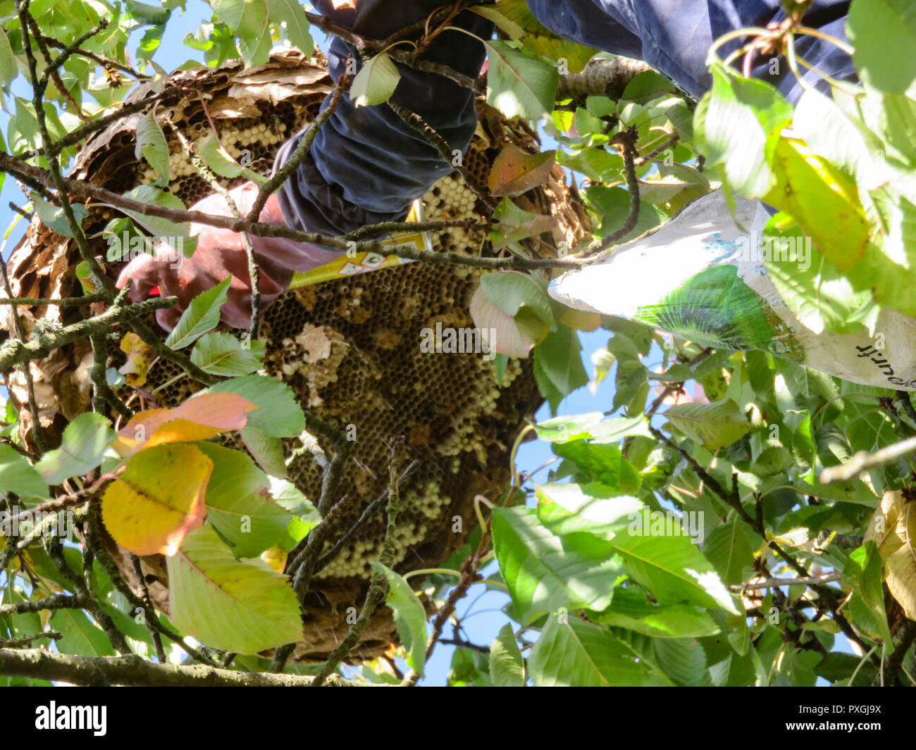 Large big nest of asian hornets wasps hangs overhead on a tree branch ...