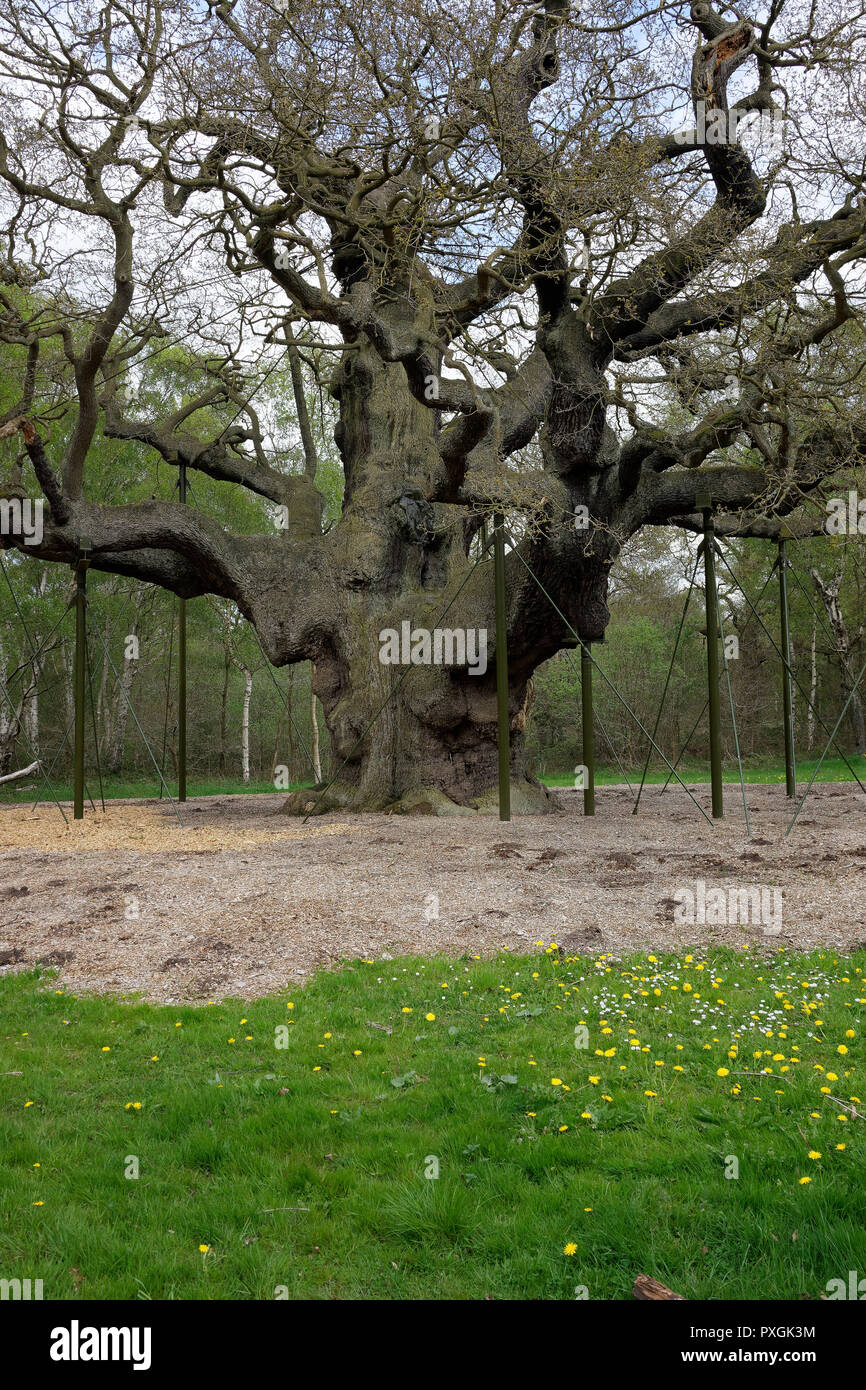 Sherwood forrest hi-res stock photography and images - Alamy