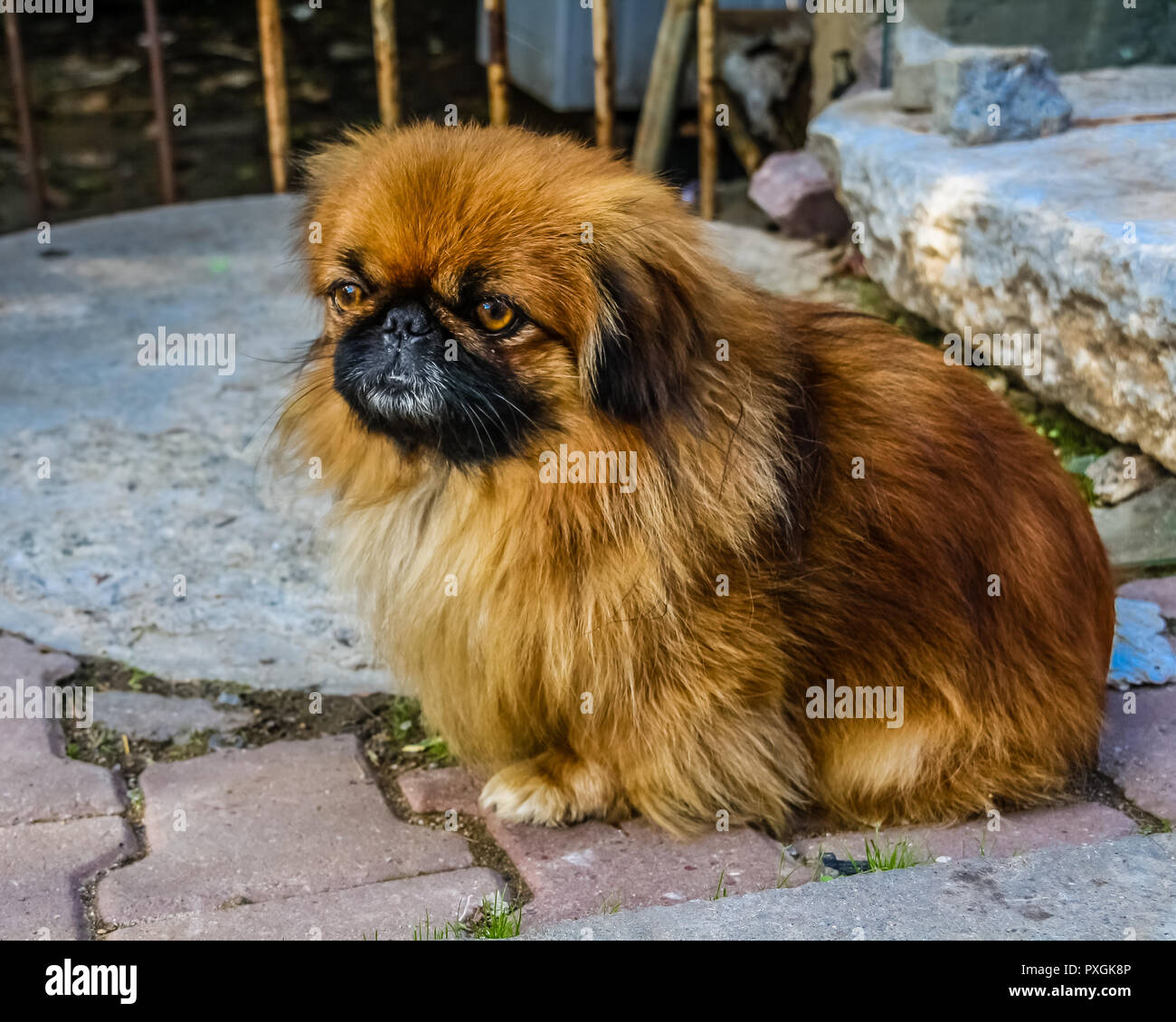 A pekingese dog hi-res stock photography and images - Alamy