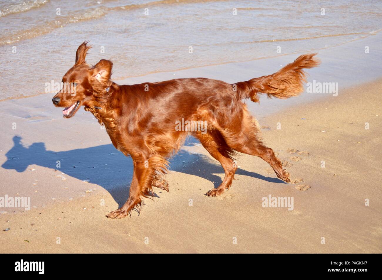 Red setter beach hi-res stock photography and images - Alamy