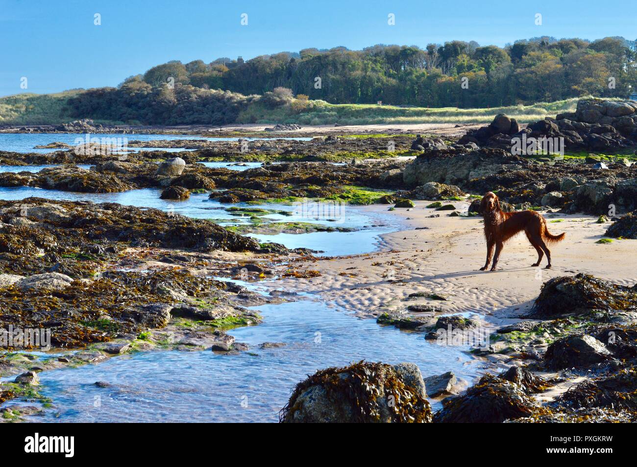 Irish setter on the beach Stock Photo - Alamy