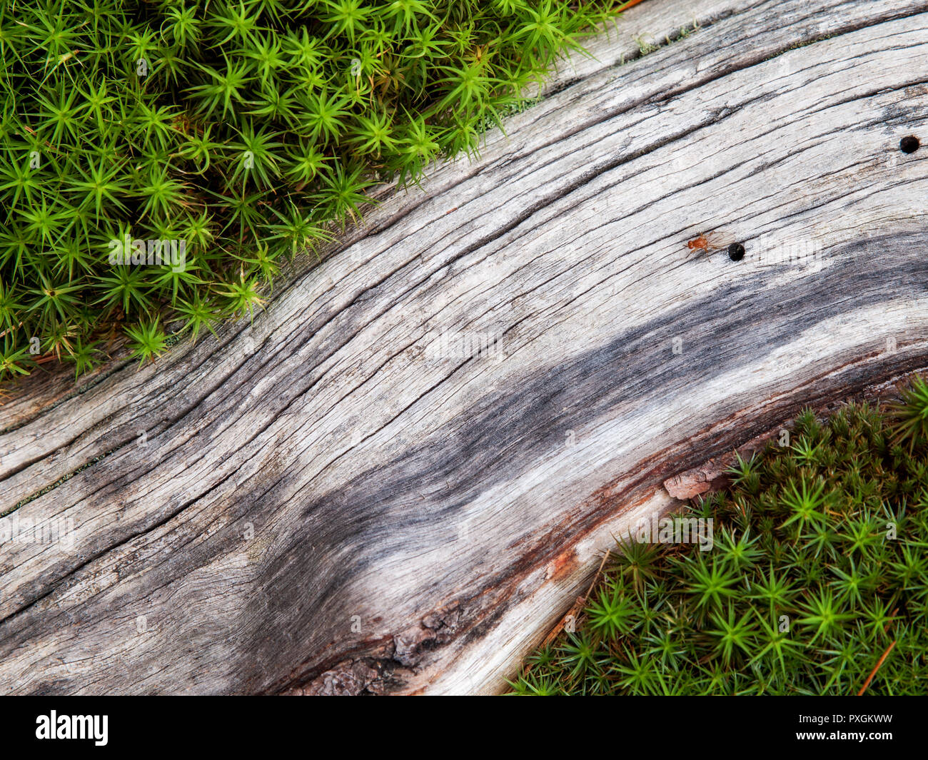 Tree surrounded by grass hi-res stock photography and images - Alamy