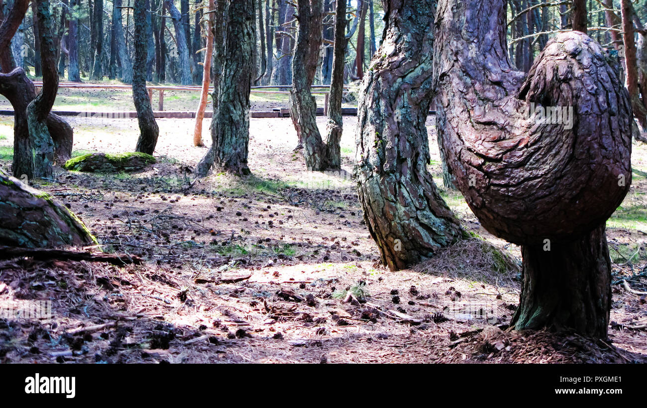 Kaliningrad forest hi-res stock photography and images - Alamy