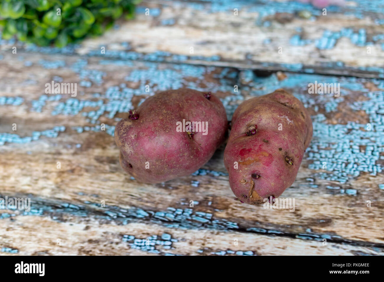 View of Huayro potatoes, originally from Peru Stock Photo - Alamy