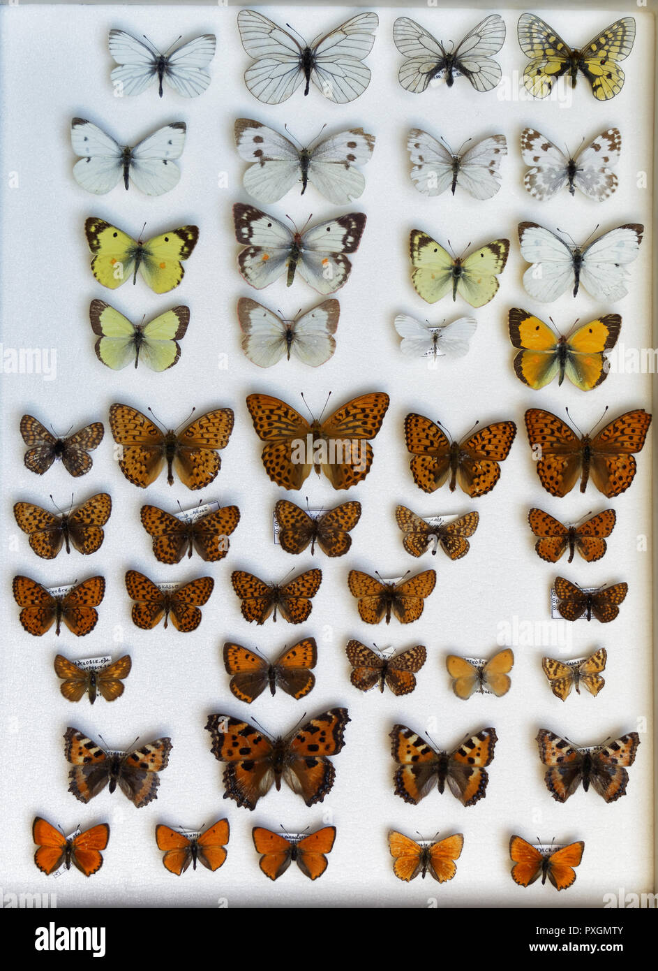 Photo butterfly collection Stock Photo - Alamy