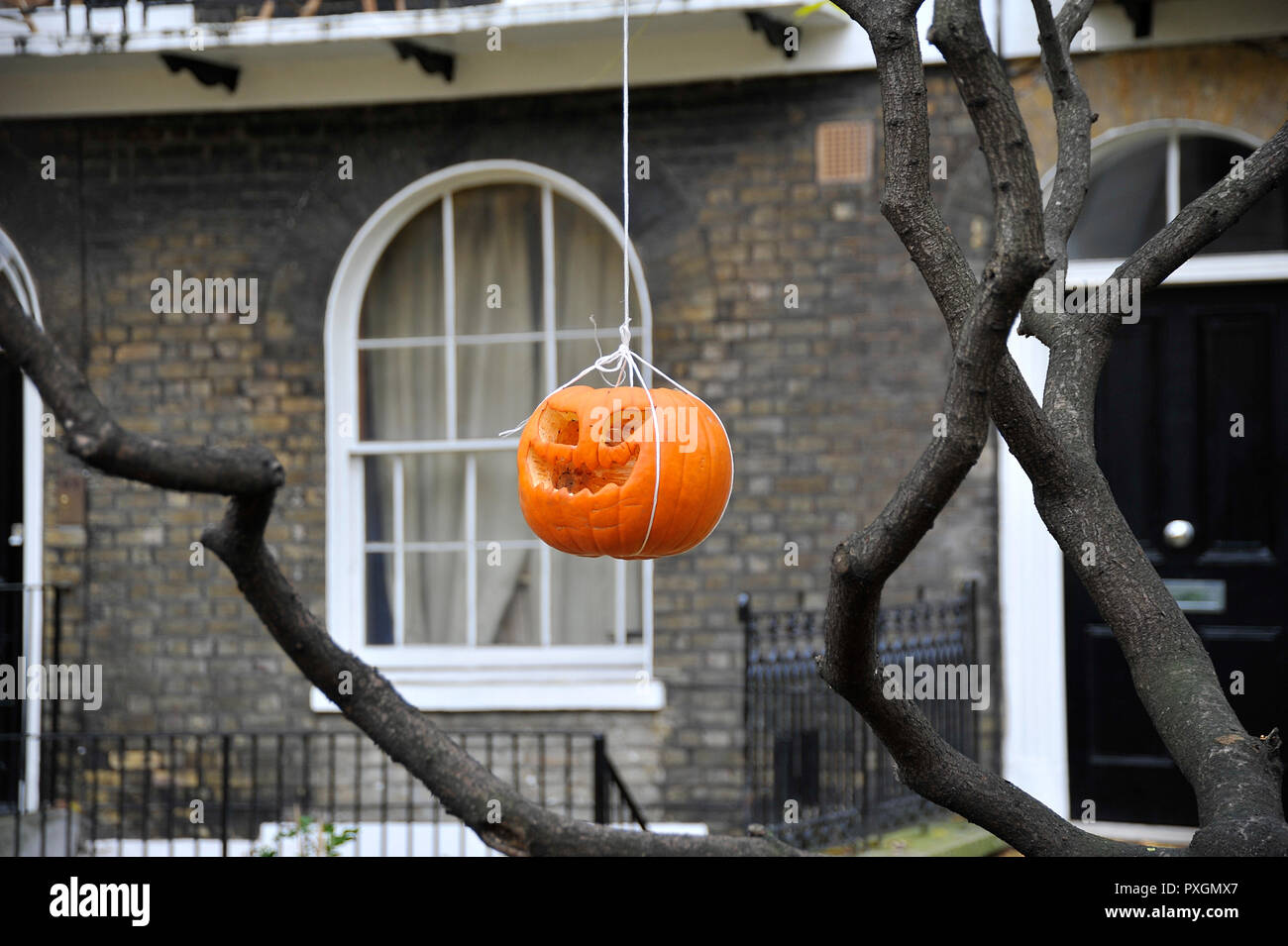 Halloween pumpkin hung down from a tree in front of a Georgian house ...