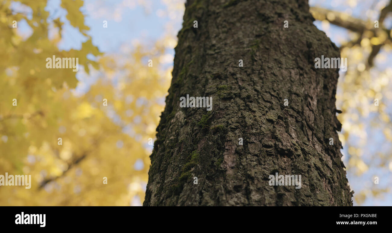 Closeup of maple tree trunk in autumn Stock Photo - Alamy