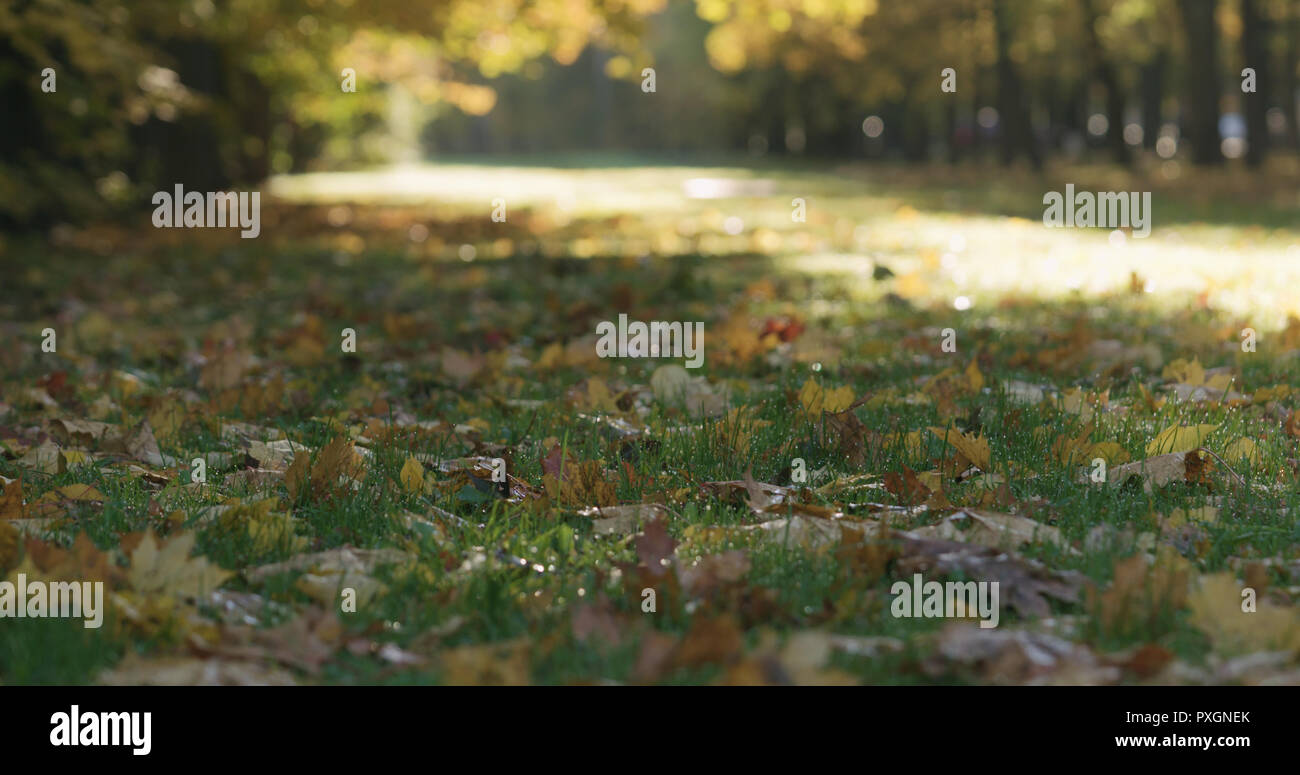 Low angle shot of fallen autumn leaves on grass in the morning Stock ...