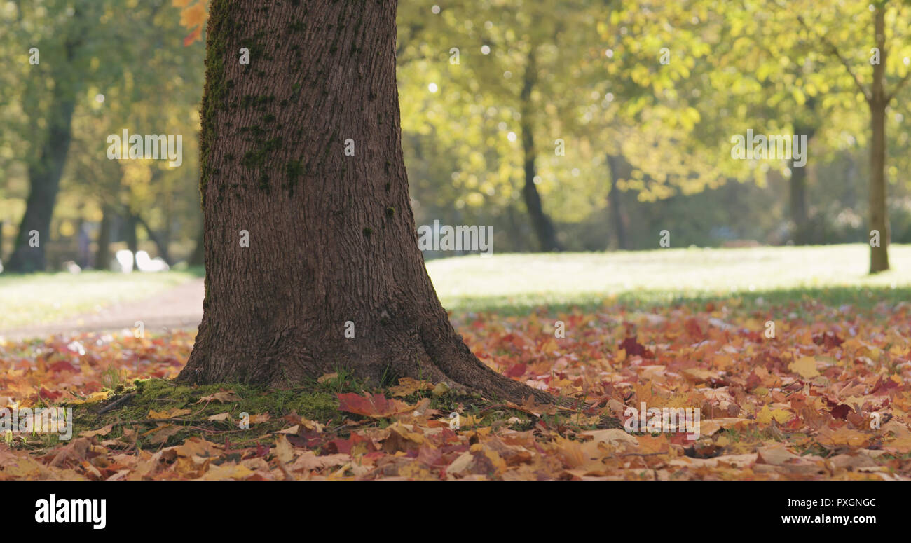 closeup of maple tree trunk in autumn city park Stock Photo - Alamy