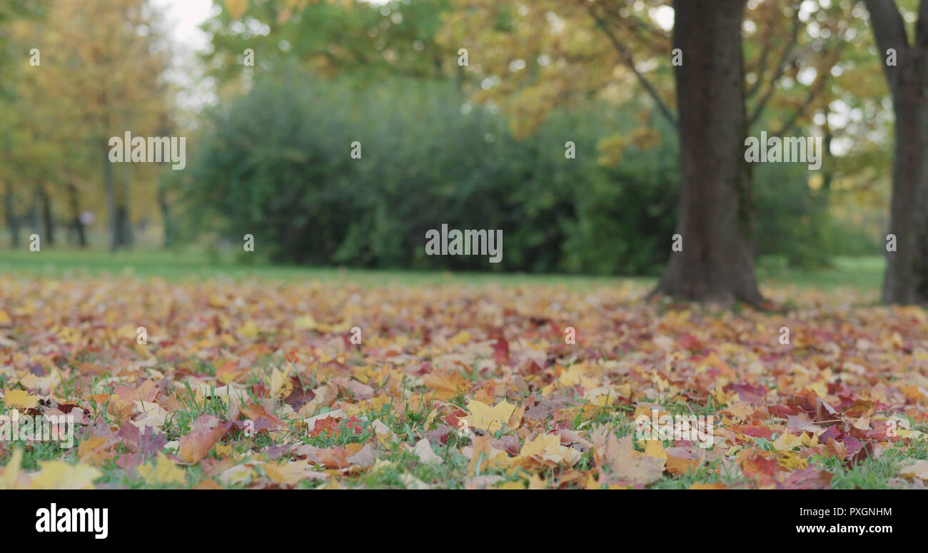 maple tree in park slowly shedding leaves Stock Photo - Alamy