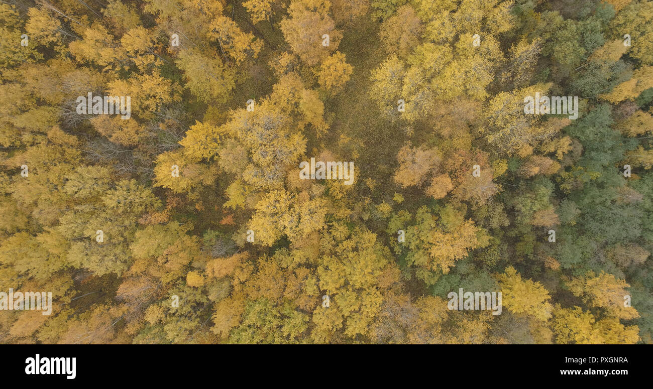 Straight view from above golden hi-res stock photography and images - Alamy