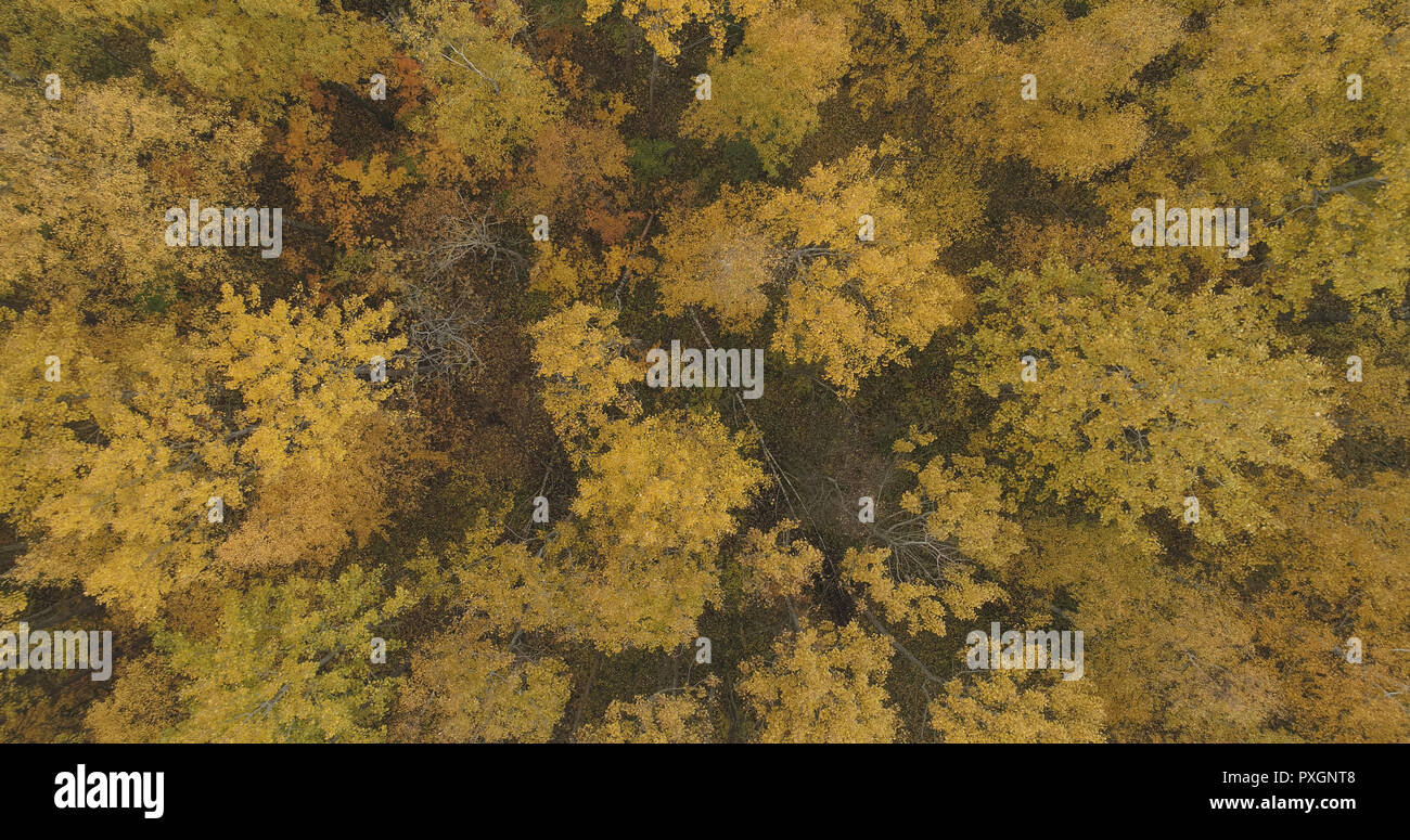 Aerial top view over yellow golden birch forest in autumn Stock Photo ...