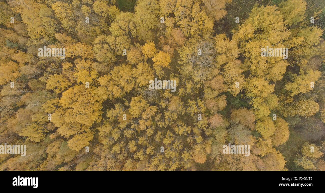 Aerial top view over yellow golden birch forest in autumn Stock Photo ...