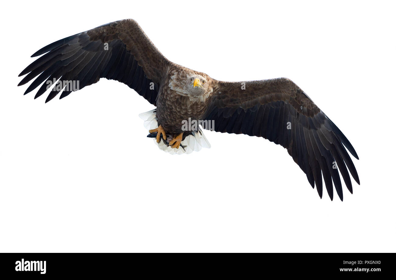 Soaring fish eagle Cut Out Stock Images & Pictures - Alamy