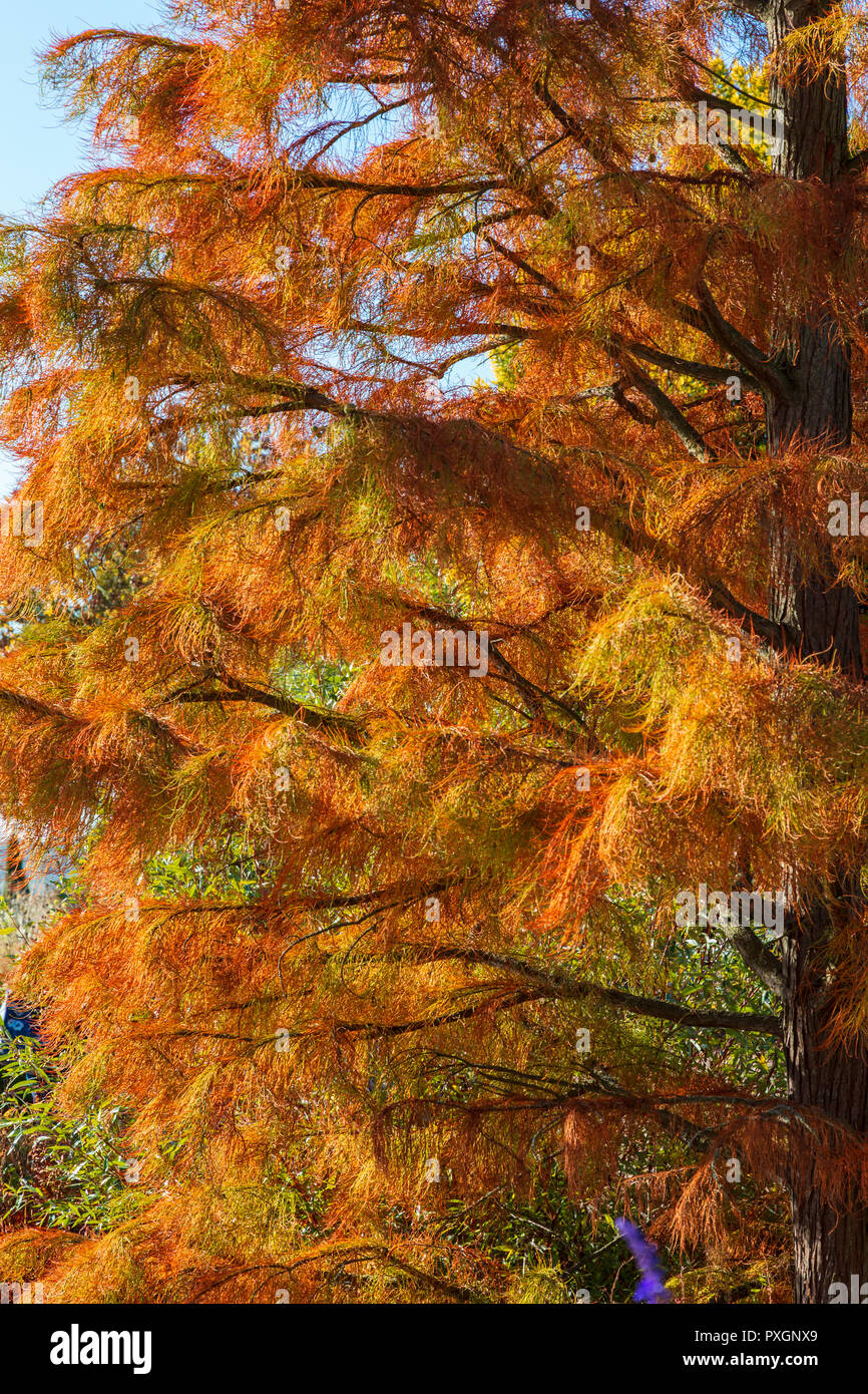 Ornamental Tree, commonly known as Pond Cypress, displaying ...