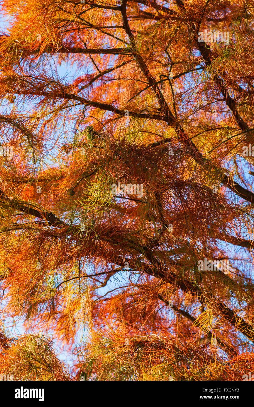 Ornamental Tree, commonly known as Pond Cypress, displaying ...