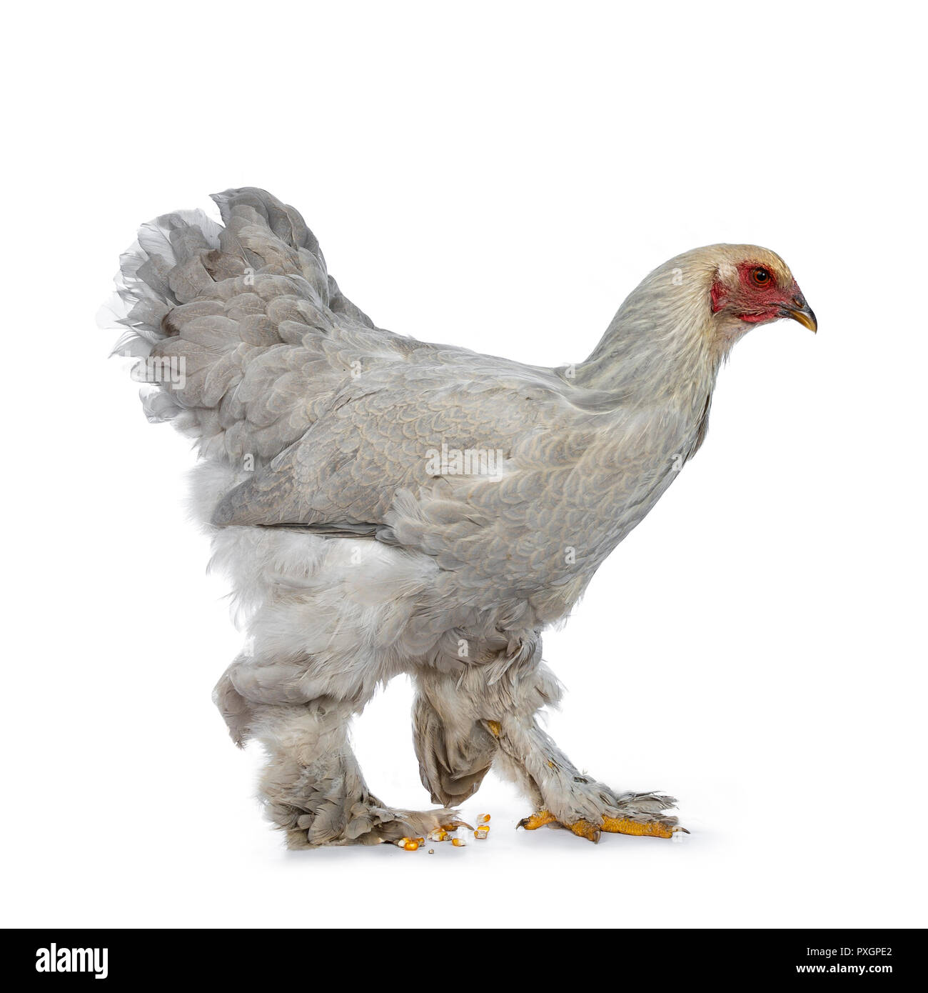Blue young adult Brahma chicken walking side ways, looking straight ...
