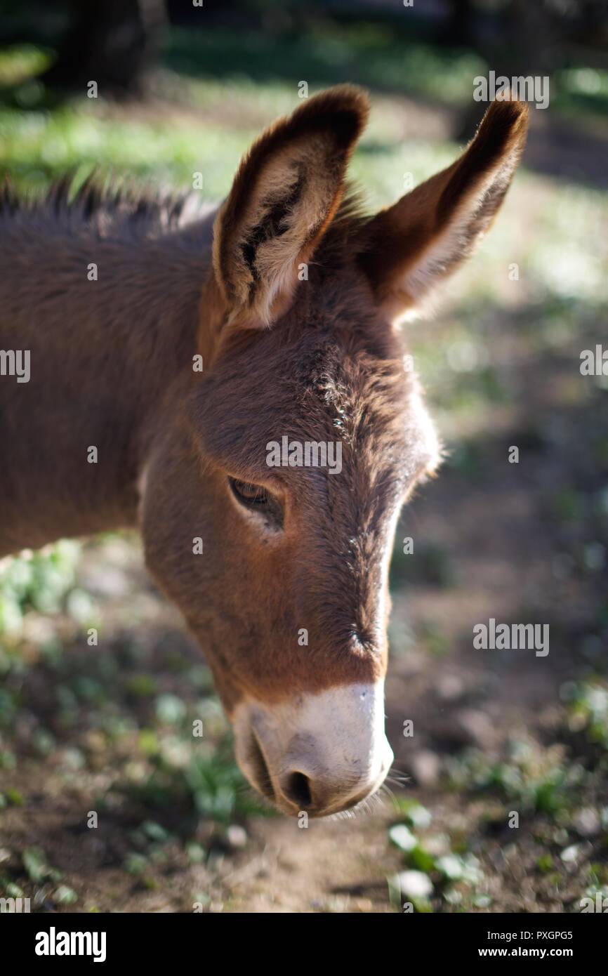 Donkeys head hi-res stock photography and images - Alamy