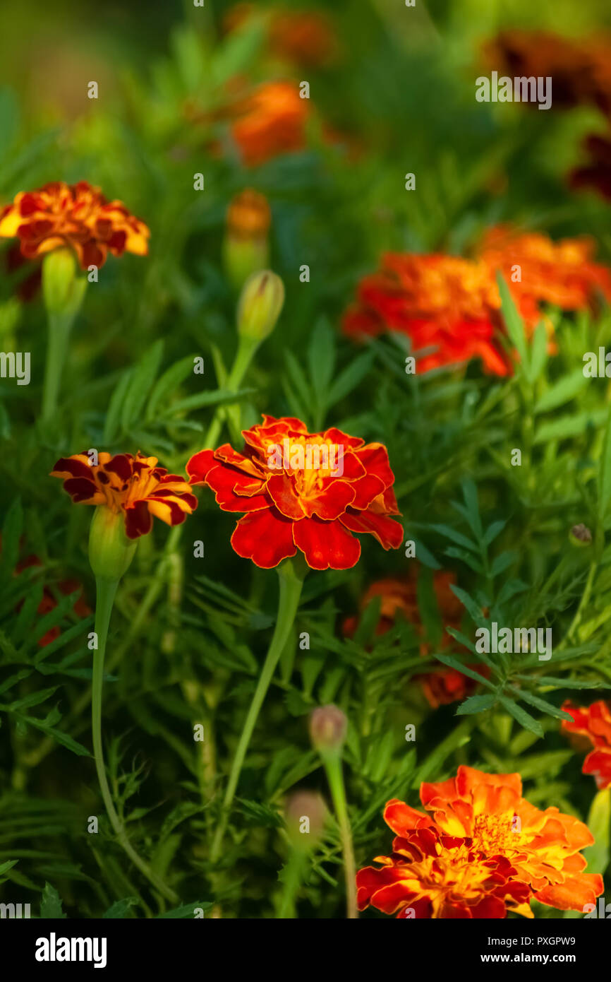 Mexican marigolds. Flor de Muerto - Flowers of Dead Stock Photo - Alamy