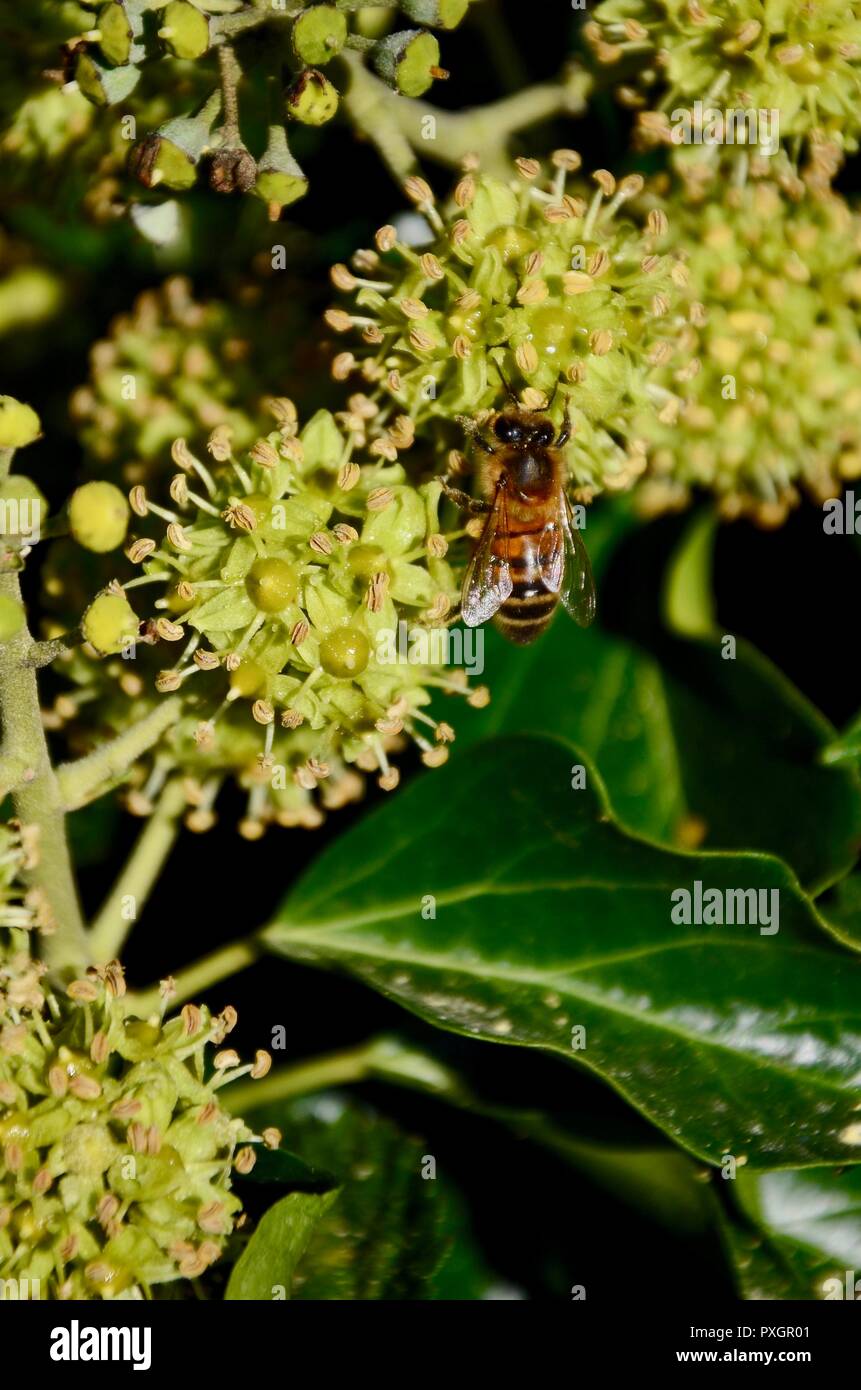 Honey bee collecting pollen and nectar from common ivy flowers (Hedera ...