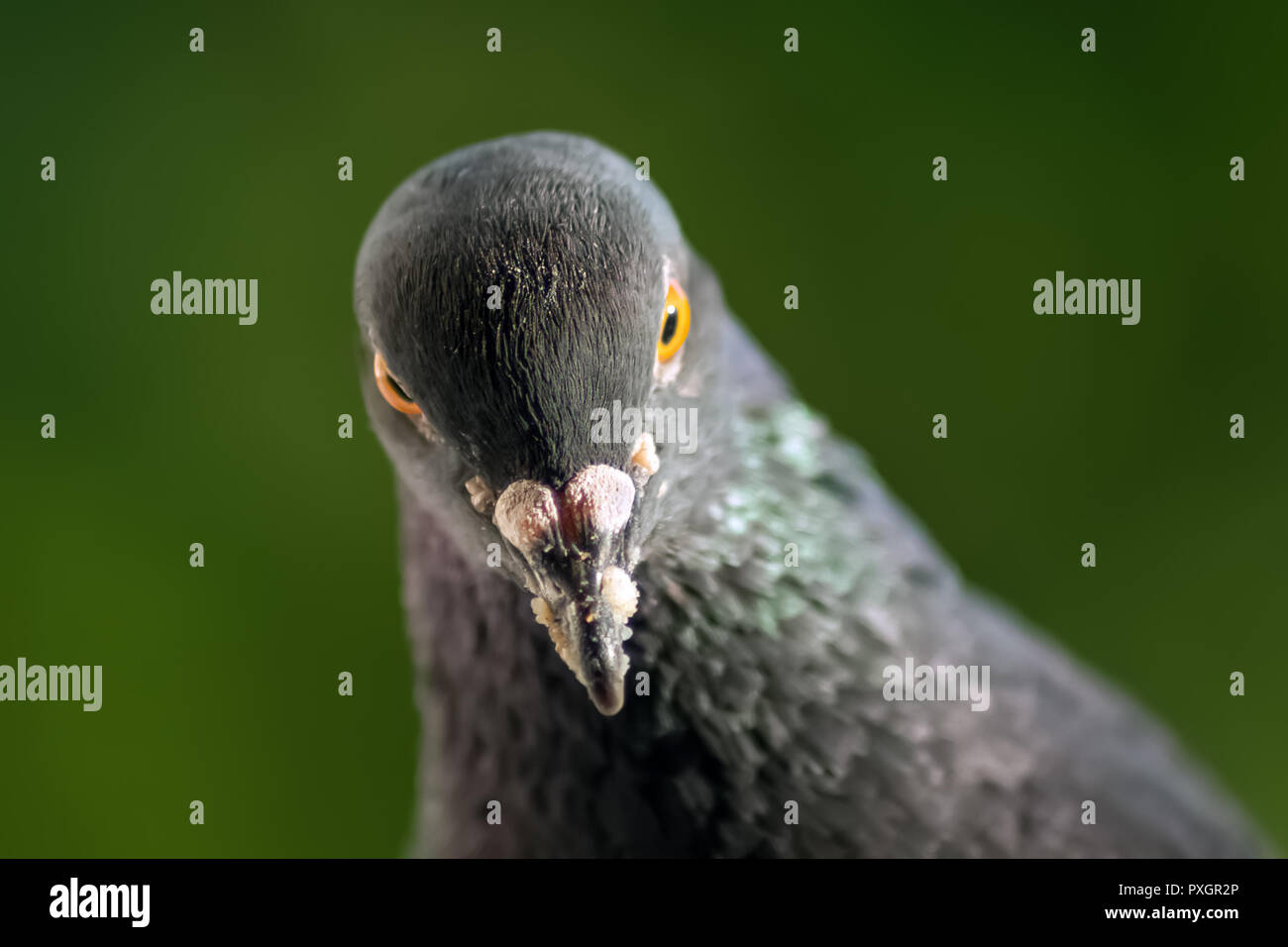 Angry pigeon hi-res stock photography and images - Alamy