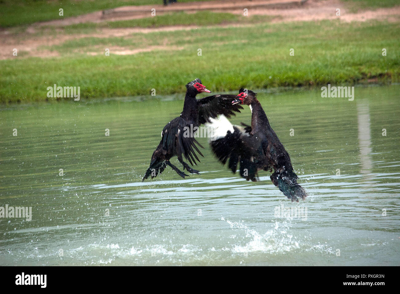 Ducks fighting above water Stock Photo - Alamy