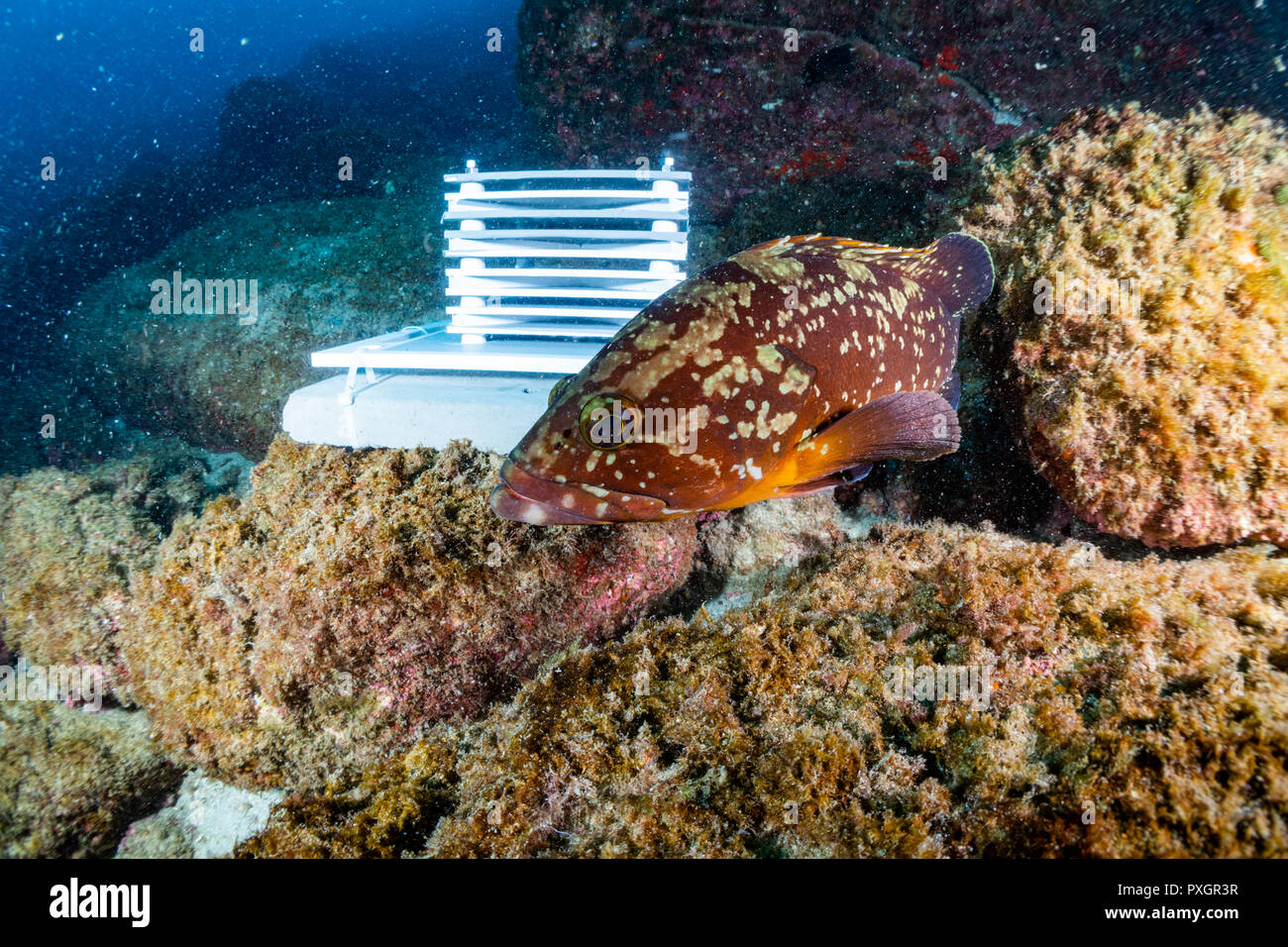 Autonomous Reef Monitoring Structures (ARMS), underwater Laje de Santos ...