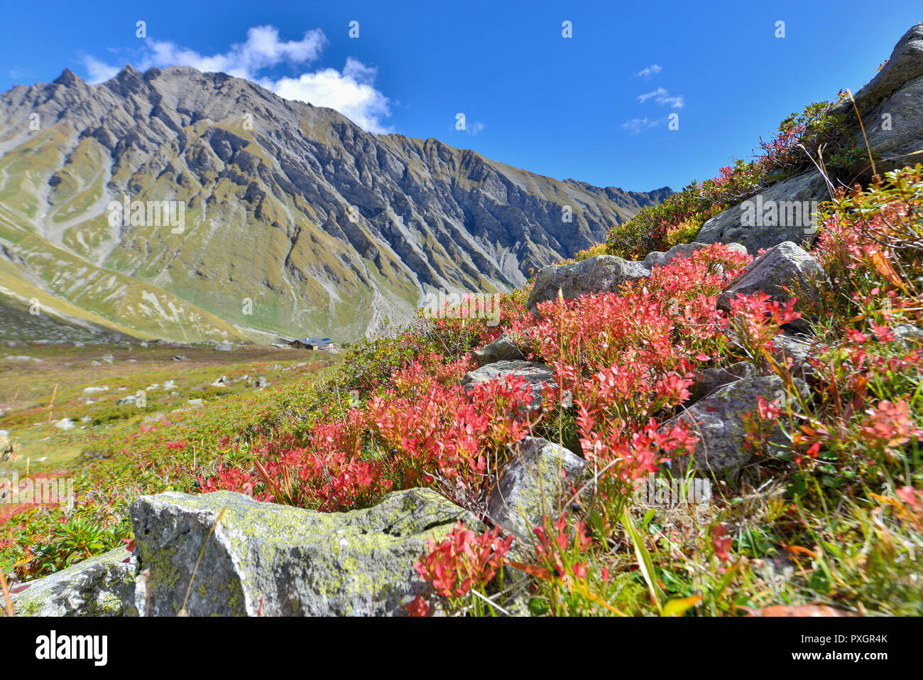 red foliage of shrubs stones and in front of alpine mountain Stock ...