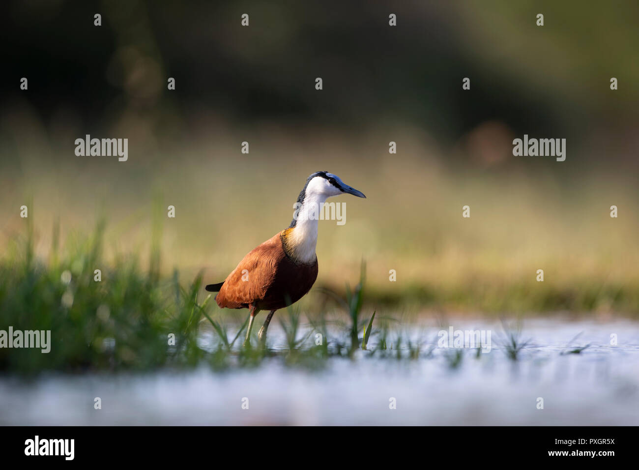 African Jacana Actophilornis africanus wading in a shallow lagoon at ...