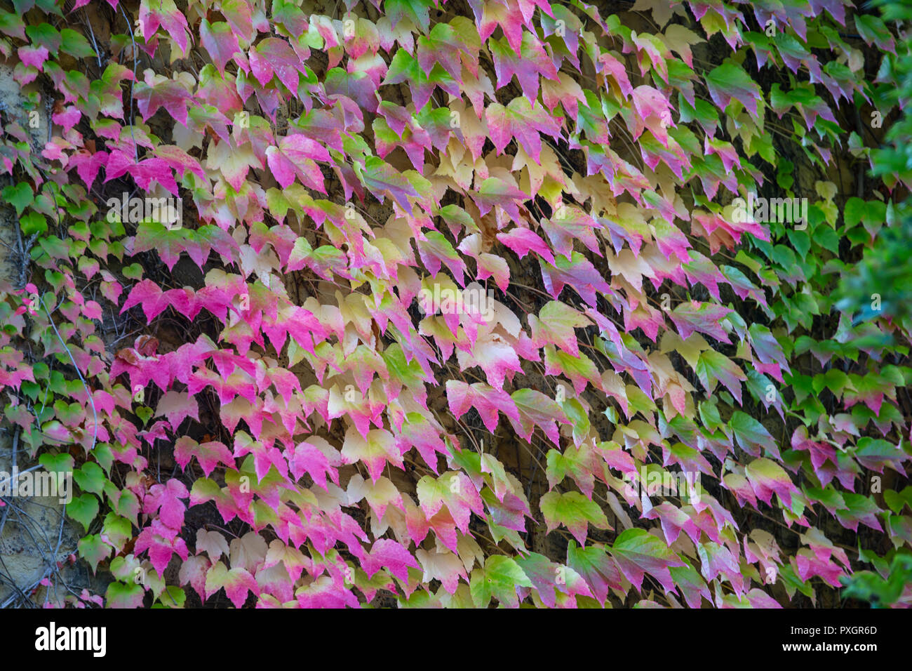Ivy Hedera helix on a cottage wall turning beautiful shades of delicate ...