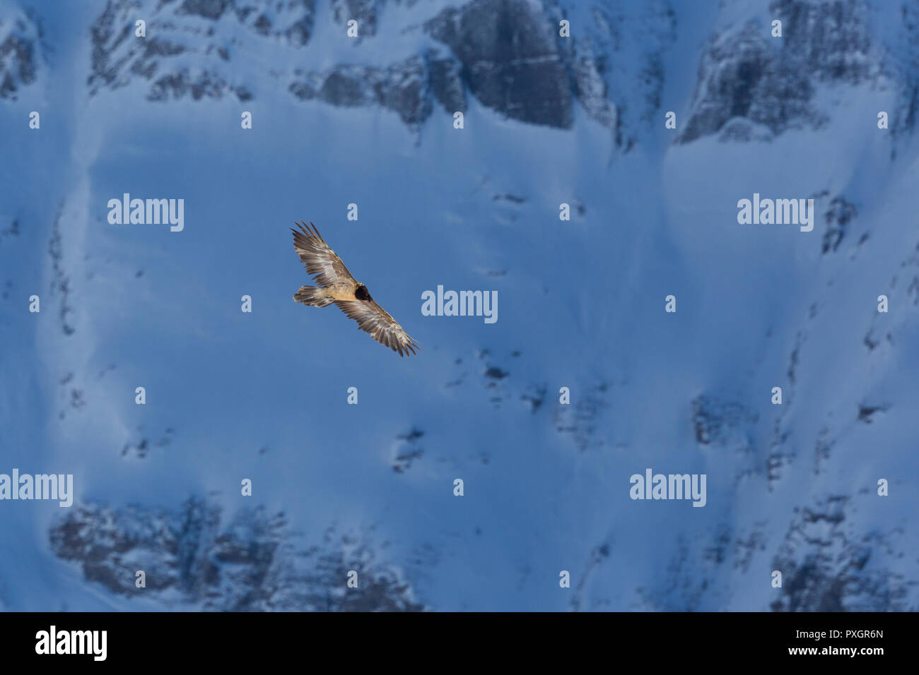 flying juvenile bearded vulture (Gypaetus barbatus) with mountains ...