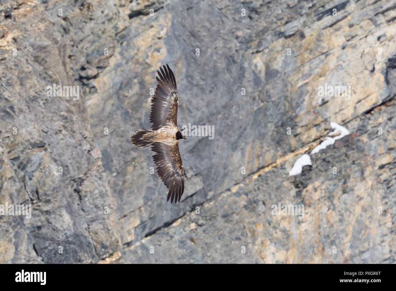 juvenile bearded vulture (gypaetus barbatus) in flight, rock scarp ...