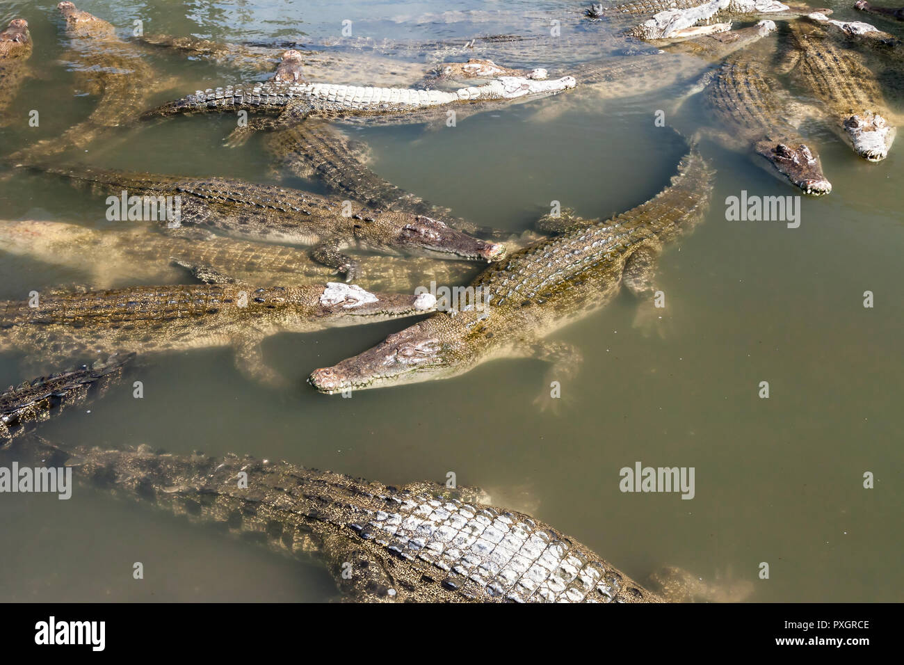 Crocodiles in Oniyama Jigoku (Crocodile Hell) one of the tourist ...