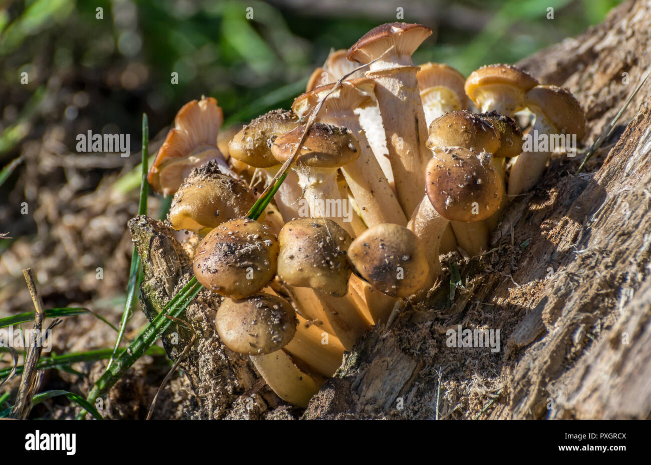 Orangy brown toadstools growing out of a log shallow depth of field ...