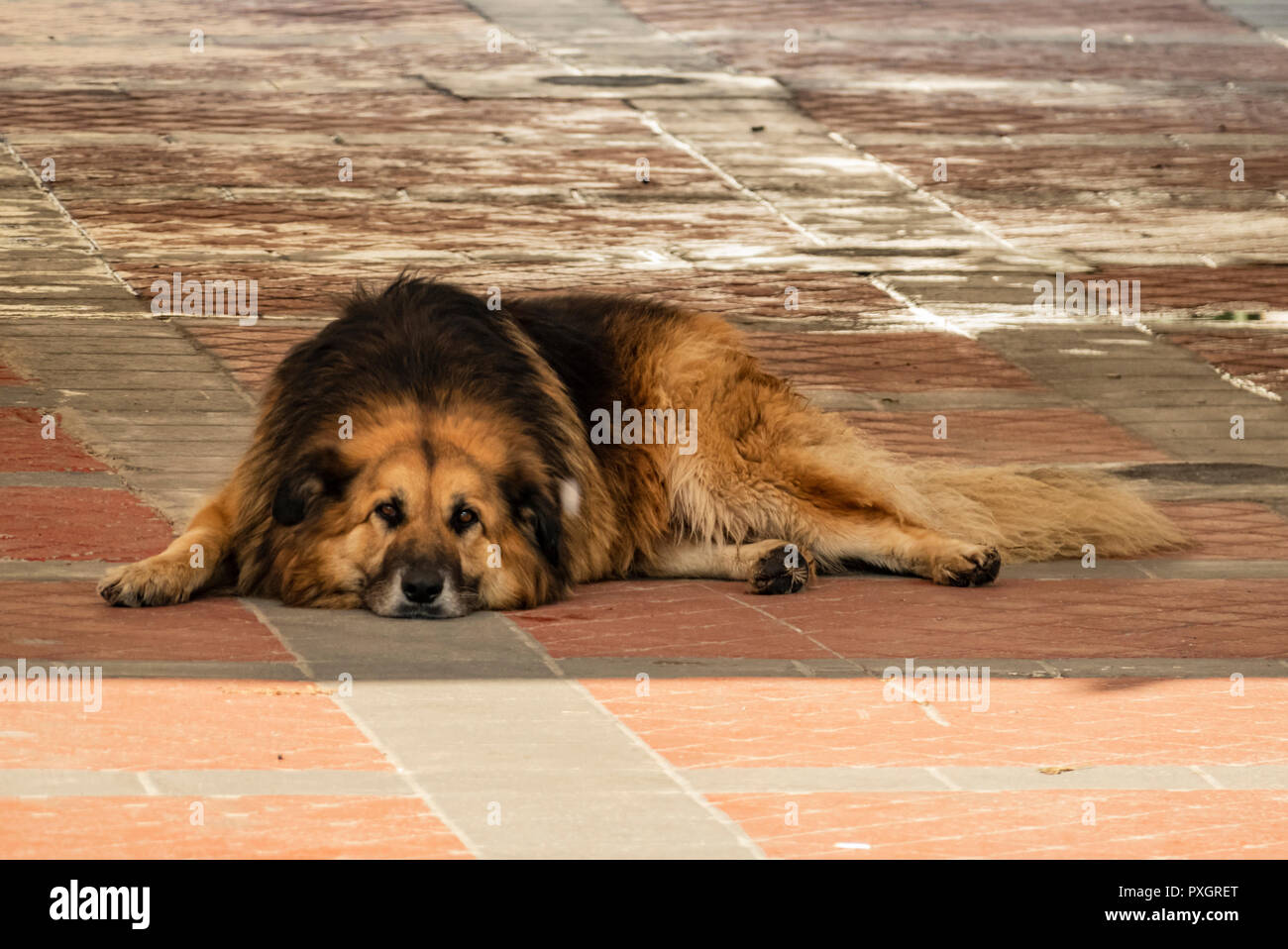 sleeping huge dog on floor Stock Photo - Alamy